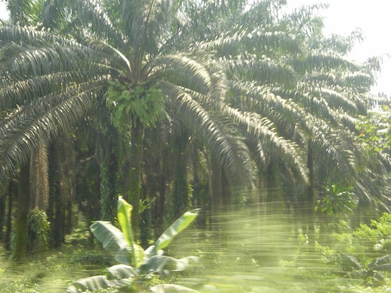 Idenau la belle – Munabees